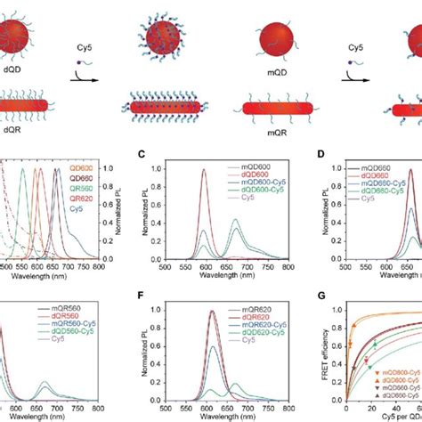 Hybridization Availability Of Dna Functionalized Qds And Qrs A Download Scientific Diagram