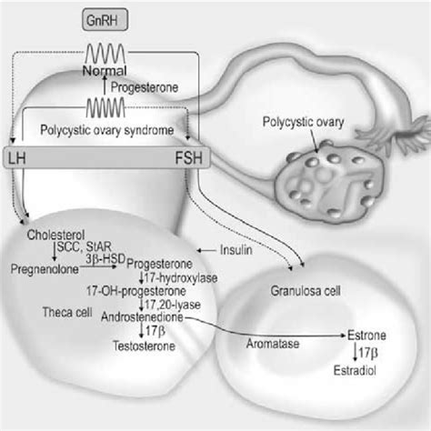 The Hypothalamic Pituitary Ovarian Axis And The Role Of Insulin