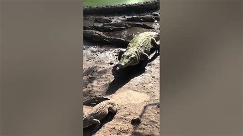 شفنا تمساح كبير لااول مرة😱😱شوفو شو عمل😱😱😭😭مين شايف تمساح ع الحقيقة