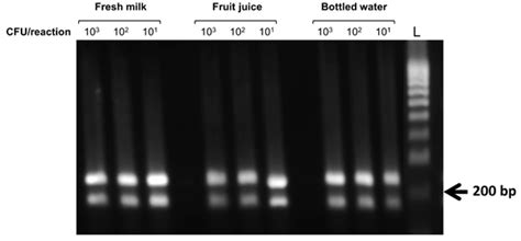Performance Of Multiplex Rpa Assays For Direct Detection Of S Aureus Download Scientific