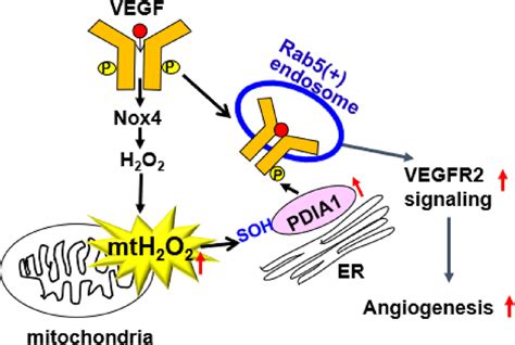 Proposed Model Pdia1 Functions As A Redox Sensor That Transmits