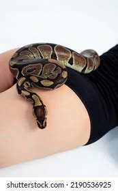 Dark Tigerpython Royalty Free Images Stock Photos Pictures Shutterstock