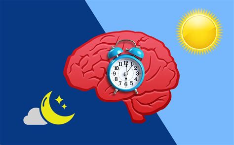 Circadian Rhythms Are Controlled By Circadian Clocks Biological Clock Brain Illustration