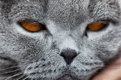 고양이 라일락 컬러 성인 스코틀랜드 폴드 오렌지 눈과 앞으로 접힌 귀 고양이 새끼에 대한 스톡 사진 및 기타 이미지 고양이