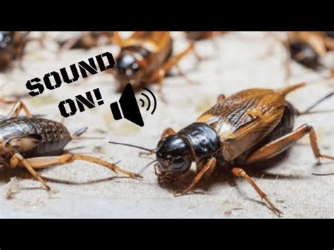 Crickets Insects Sound Effect The Sound Button Youtube