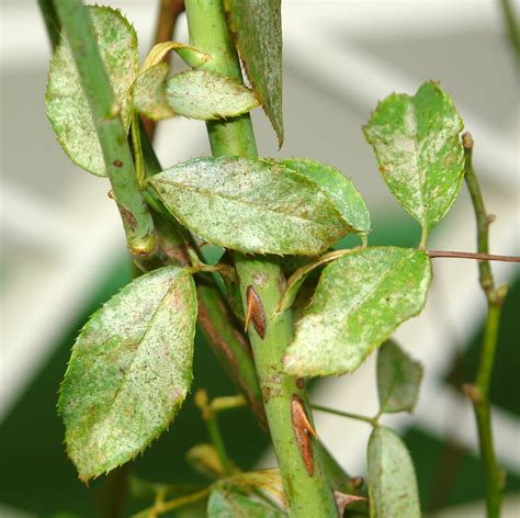 How To Take Care Of Roses The Pro Farmer