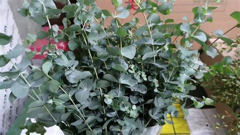 인터넷꽃도매시장 유칼립투스 블랙잭 Youtube