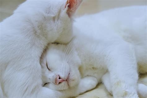 Premium Photo Close Up Tomcat Sleeping On The Leg Of Female Cat And