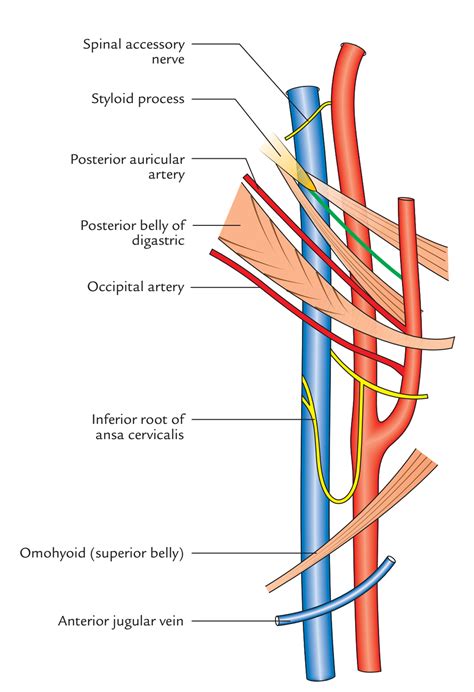 Left Internal Jugular Vein Anatomy