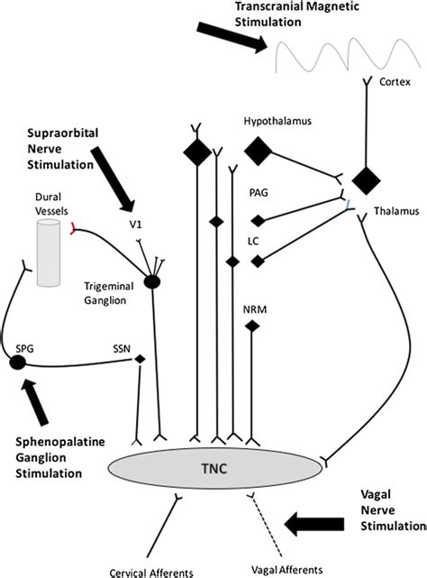 Diagrammatic Representation Of The Neural Pathways On Which