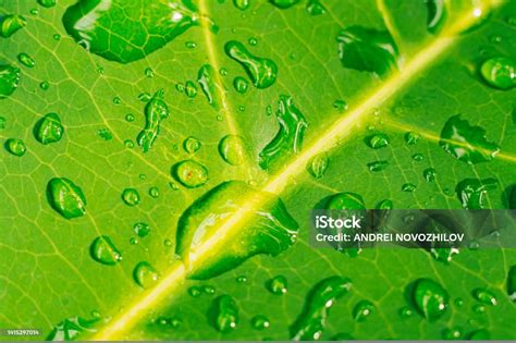 신선한 잎에 많은 아름다운 투명한 빗물 방울이 떨어집니다 추상 매크로 실제 사진 귀여운 배경 화면 자연 라인 아트 매우 가까운