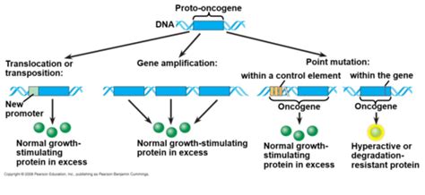 Lecture 16 Part 2 2 Regulation Gene Expression Flashcards Quizlet