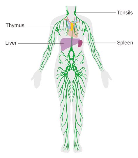 Labeled Diagram Of The Lymphatic System Lymphatic System Lab