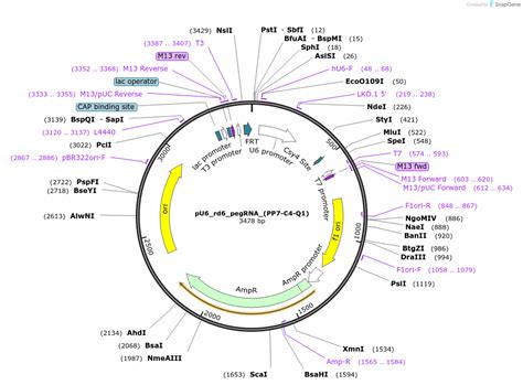 Addgene Pu6rd6pegrnapp7 C4 Q1