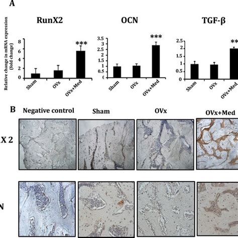 Primer Sequences Of Various Rat Genes Used For QPCR Download Table