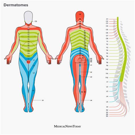 Shingles Dermatomes Map Dermatomes Chart And Map