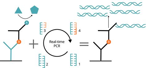 Oligonucleotides Lcms