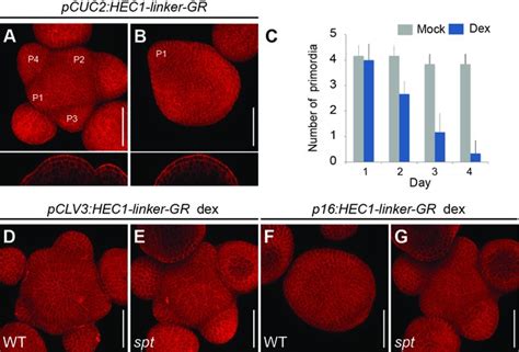 Figures And Data In Control Of Plant Cell Fate Transitions By