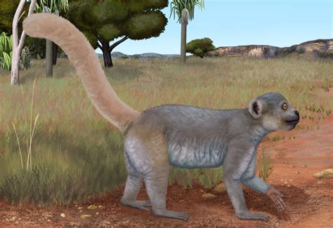 Extinct Monkey Lemurs Had A Varied Omnivorous Diet Scinews