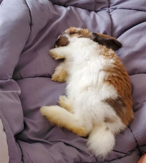 Lela Is One Lazy Bun R Rabbits
