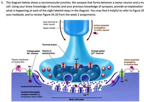 Labeled Neuromuscular Junction Diagram