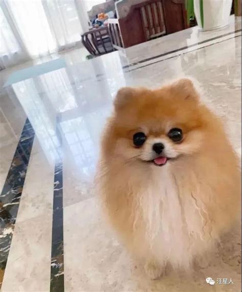 Tony老师进军萌宠界可爱博美秒变肌肉猛男简直让人笑喷 知乎