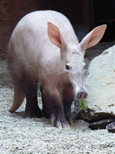 Aardvark Praha Beestjes