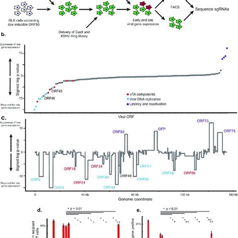 Pooled Tiling Screen Of Kshv Genome For Modifiers Of Late Gene