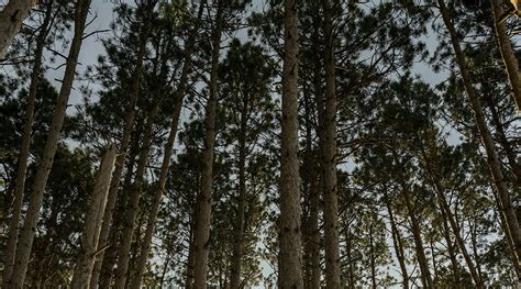 Cipel — Categoria Linha Institucional