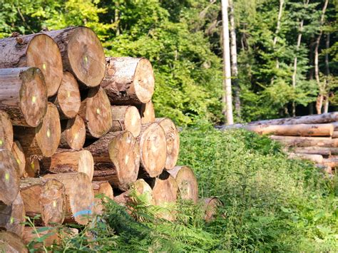 Benefits Of Using Locally Sourced Timber For Sustainable Building