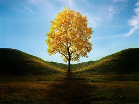 Yellow Tree Presentation Backgrounds For Powerpoint Templates PPT Backgrounds