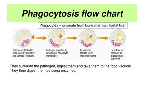 Flow Chart Phagocytosis Steps Flow