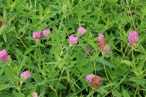 Clover Middle Trifolium Medium Blooms In A Meadow Among Grasses Stock