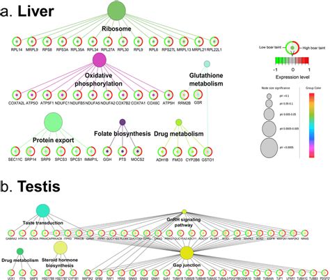 Network Visualisation Of A Selection Of The Most Biologically