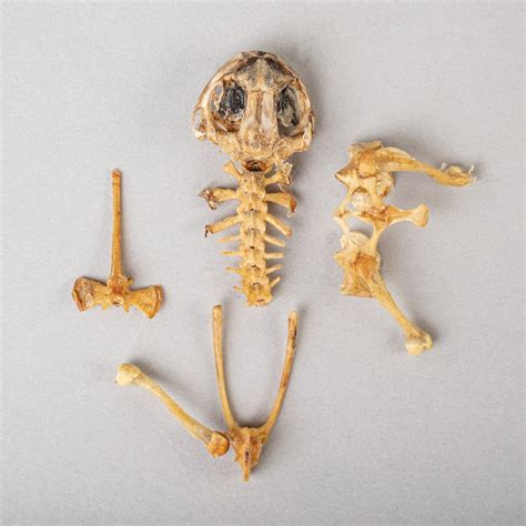 Frog Skeleton