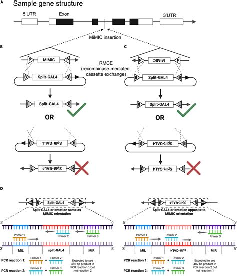 Cell Press Star Protocols