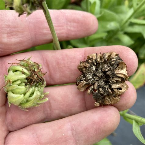Mastering Calendula Seed Harvesting Dan Brisebois