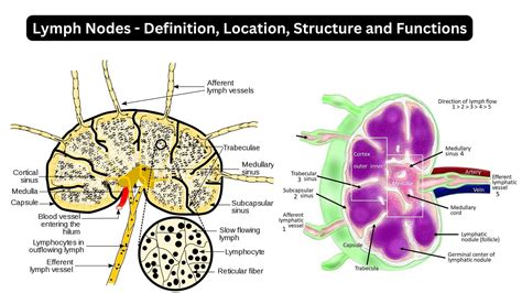 Dendritic Cell Definition Location Structure Types Functions Biology Notes Online