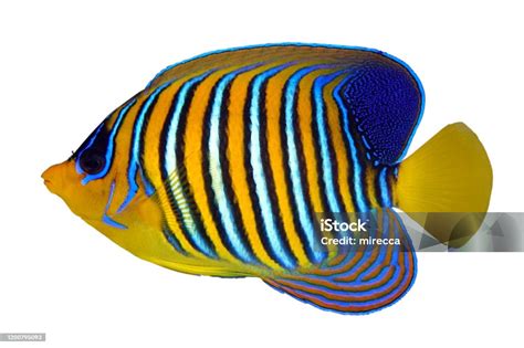 열대 산호 물고기 천사 물고기 로얄 엔젤 피쉬 피고플라이트 디아칸투스 흰색에 고립 감금 상태에 대한 스톡 사진 및 기타 이미지 Istock