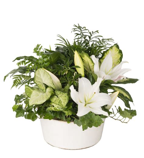 Serenity Lily Garden Bartz Viviano Flowers And Ts