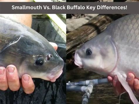 Smallmouth Vs Black Buffalo Key Differences