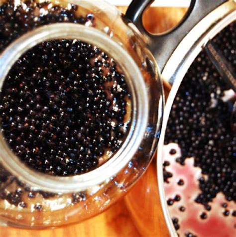 Чудотворна рецепта за лечение на рак и силен имунитет с черен бъз За Жената