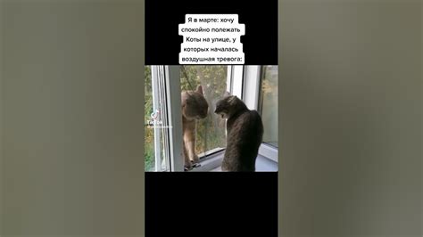 пов когда хотел спать и коты под твоим окном Youtube