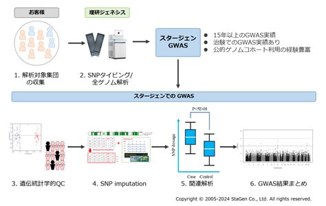 Bi解析 ゲノムワイド関連解析 Gwas┃理研ジェネシス