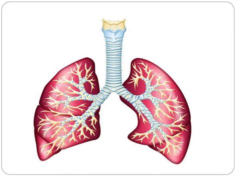 Плућа Ј Деветак Ppt