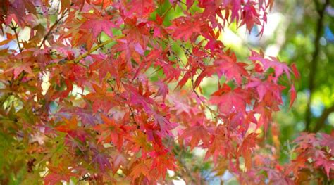How To Plant Grow And Care For Japanese Maple Trees