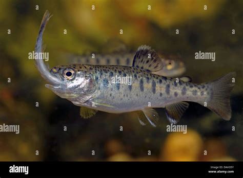 Rainbow Trout Oncorhynchus Mykiss Salmo Gairdneri Juvenile Stock
