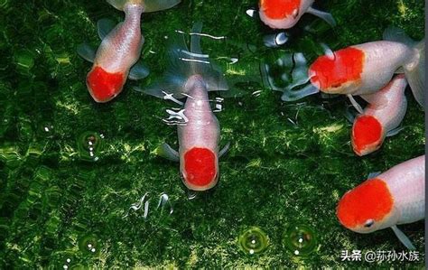 帶你認識國粹金魚 每日頭條