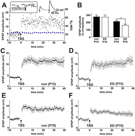 A Whole Cell Patch Clamp Recordings Were Made From Ca1 Pyramidal