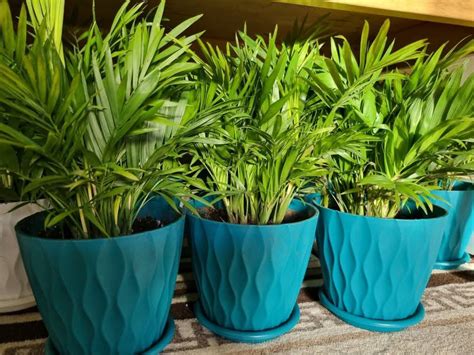 Гүргэм цэцэгсийн хүрээлэн Гүргэм цэцэгсийн хүрээлэн